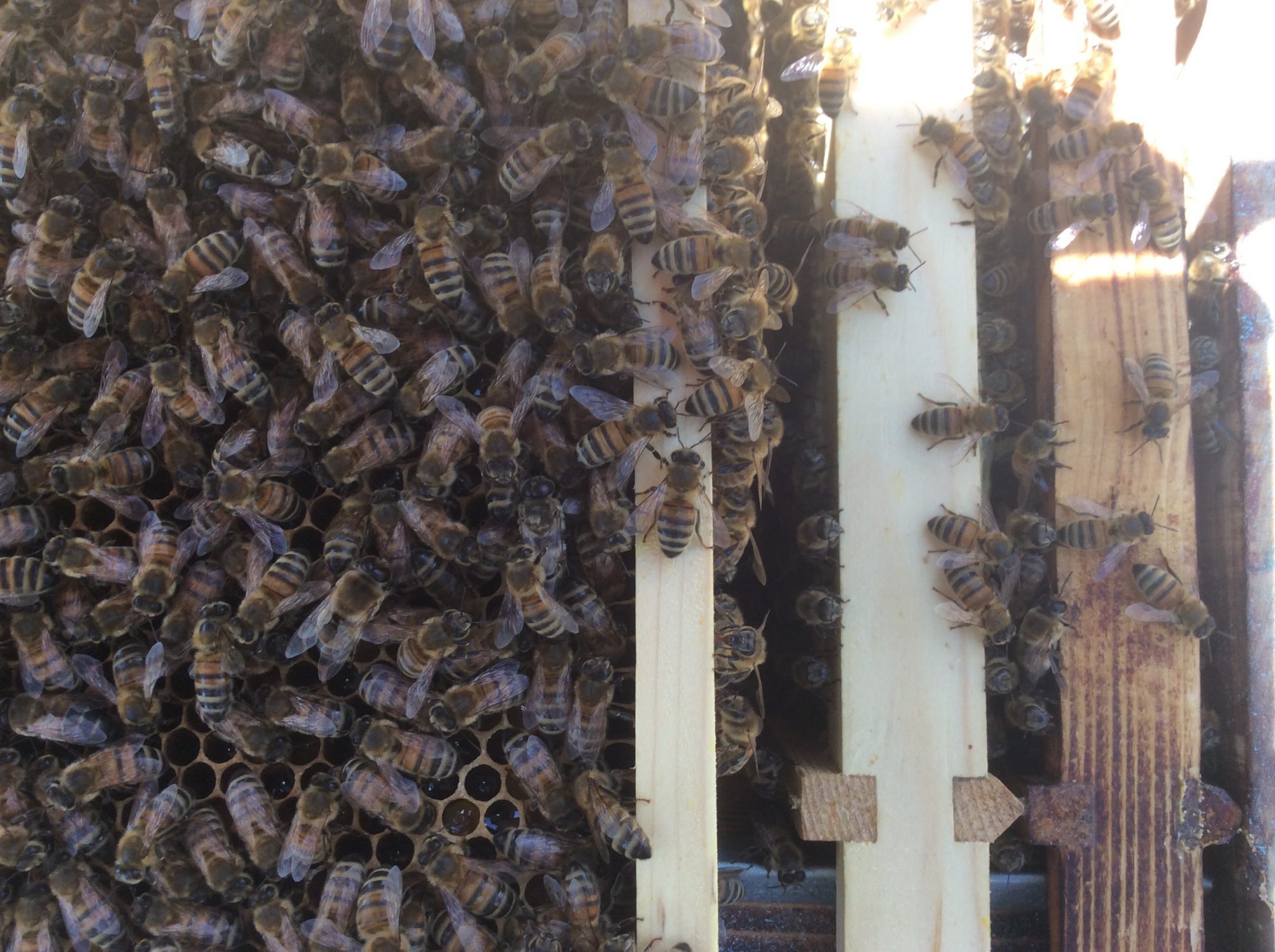 Home - Ogston Bee Farm
